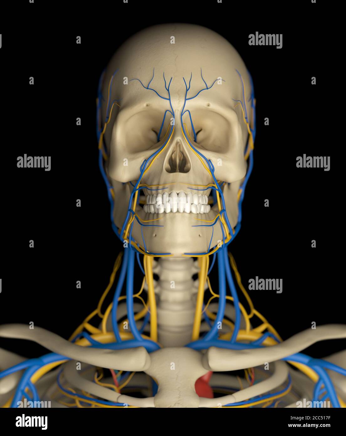 Anatomy illustration of human skeleton, skull, head, 3d illustration ...