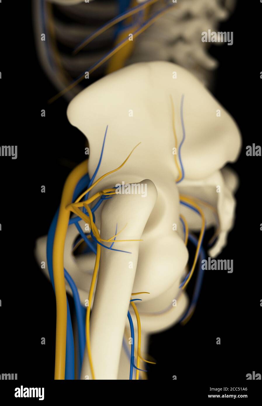 Human anatomy skeleton pelvis bone vascular system, 3d illustration ...
