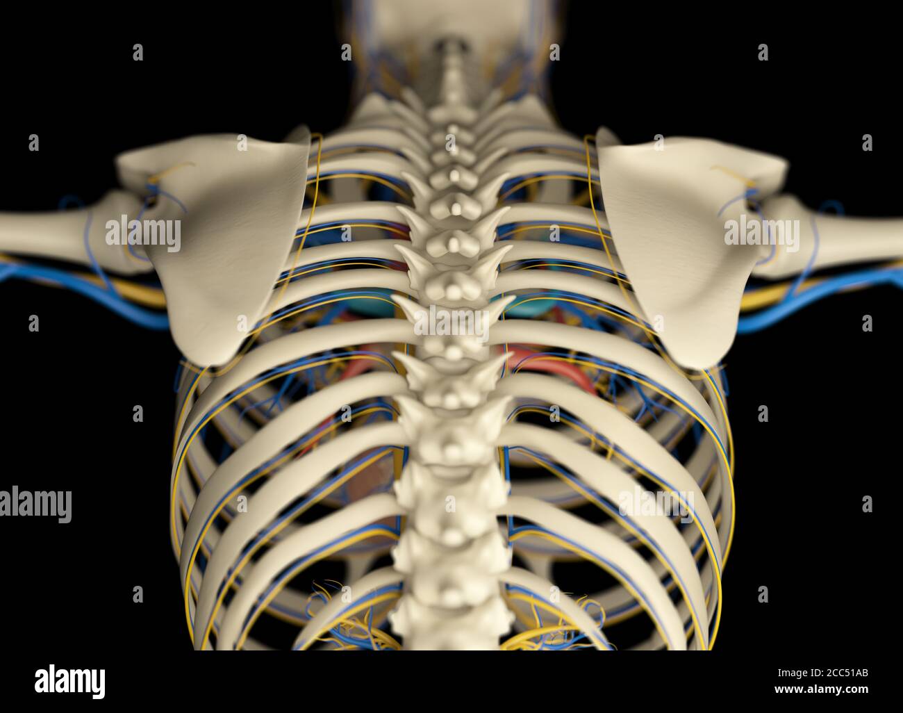 Anatomy illustration of human torso, ribcage, skeletal system Stock ...