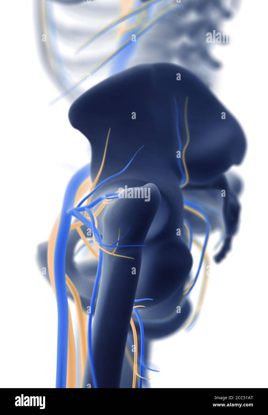 Human anatomy skeleton pelvis bone vascular system, 3d illustration ...