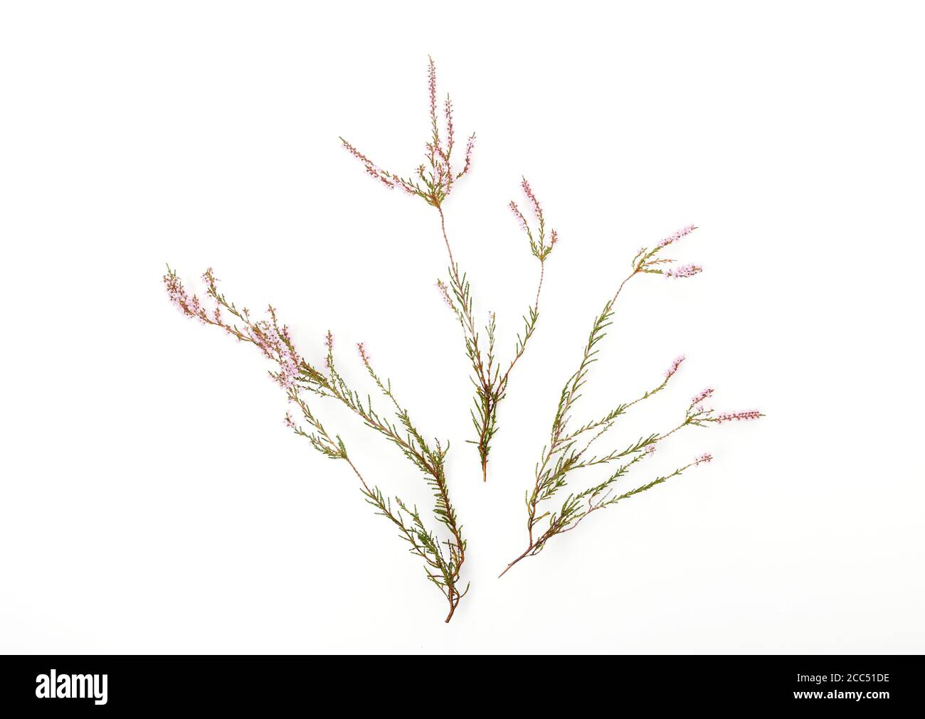 Sprigs of heather with light pink flowers on a white background Stock ...