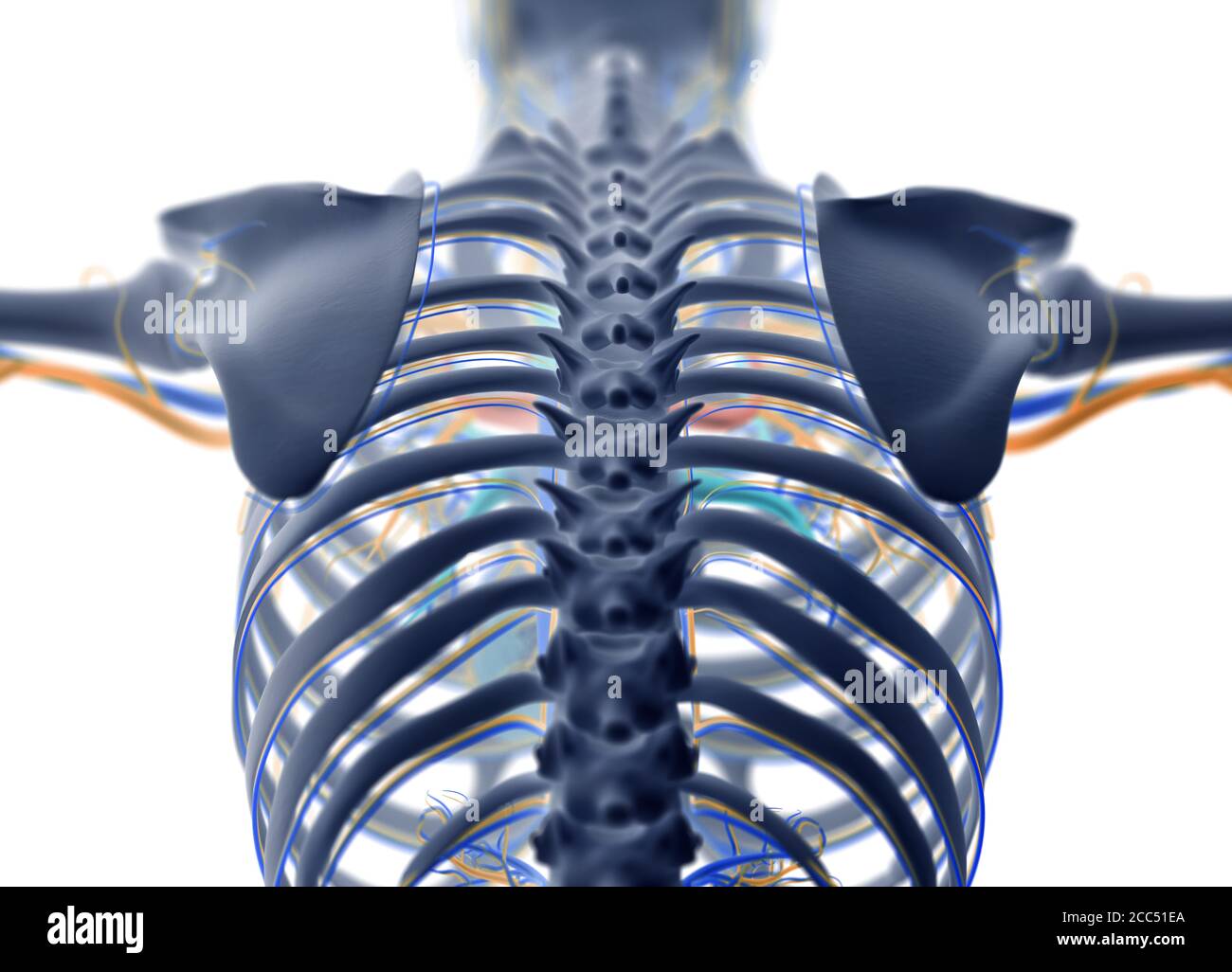Anatomy illustration of human torso, ribcage, skeletal system Stock ...