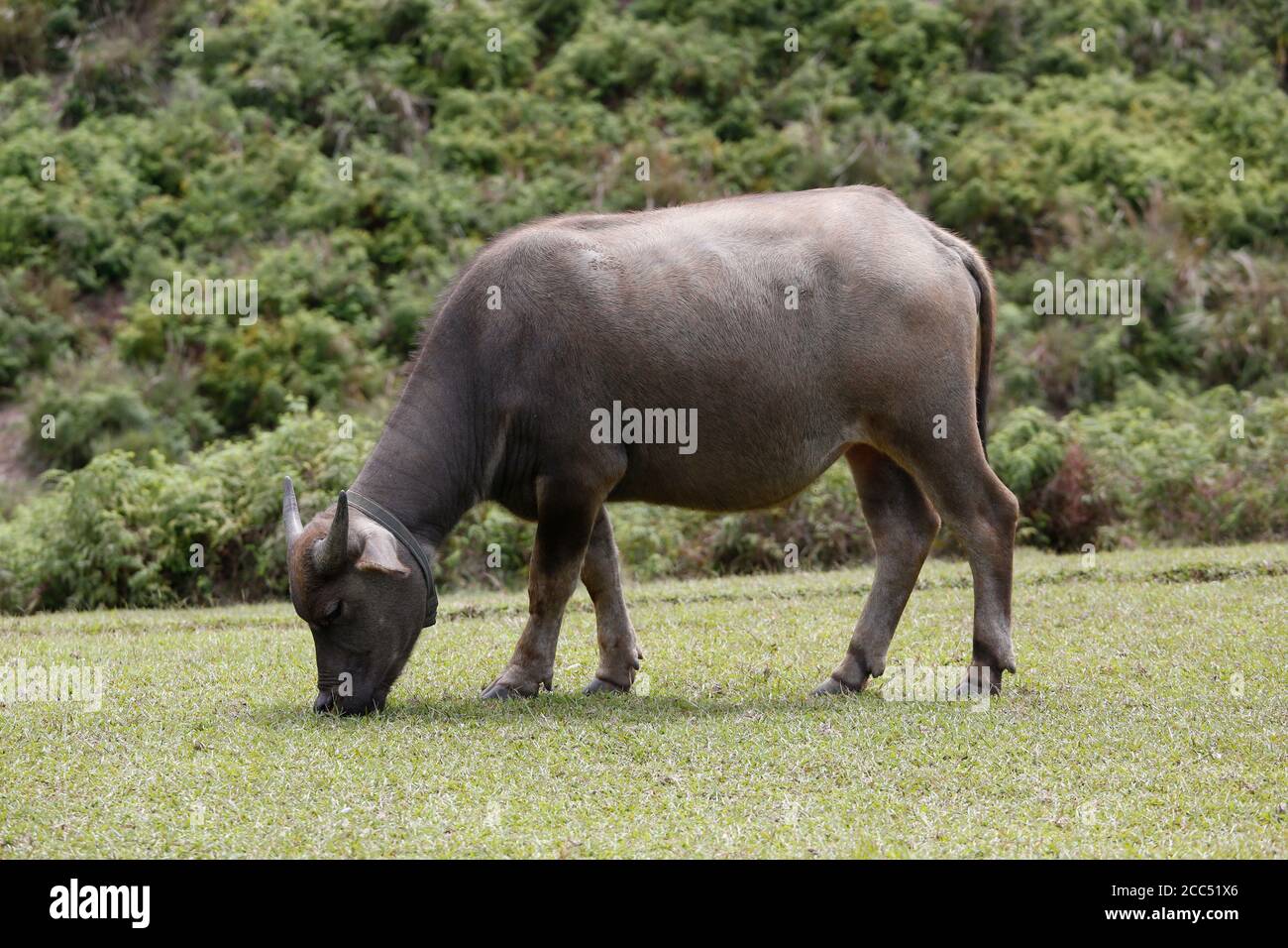 Cows taiwan hi-res stock photography and images - Alamy