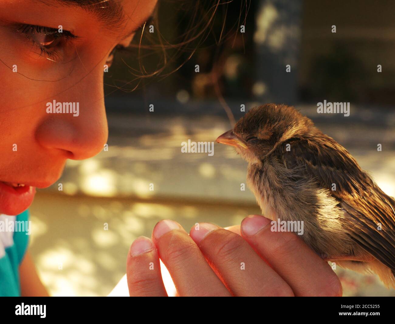 Baby sparrow hi-res stock photography and images - Alamy