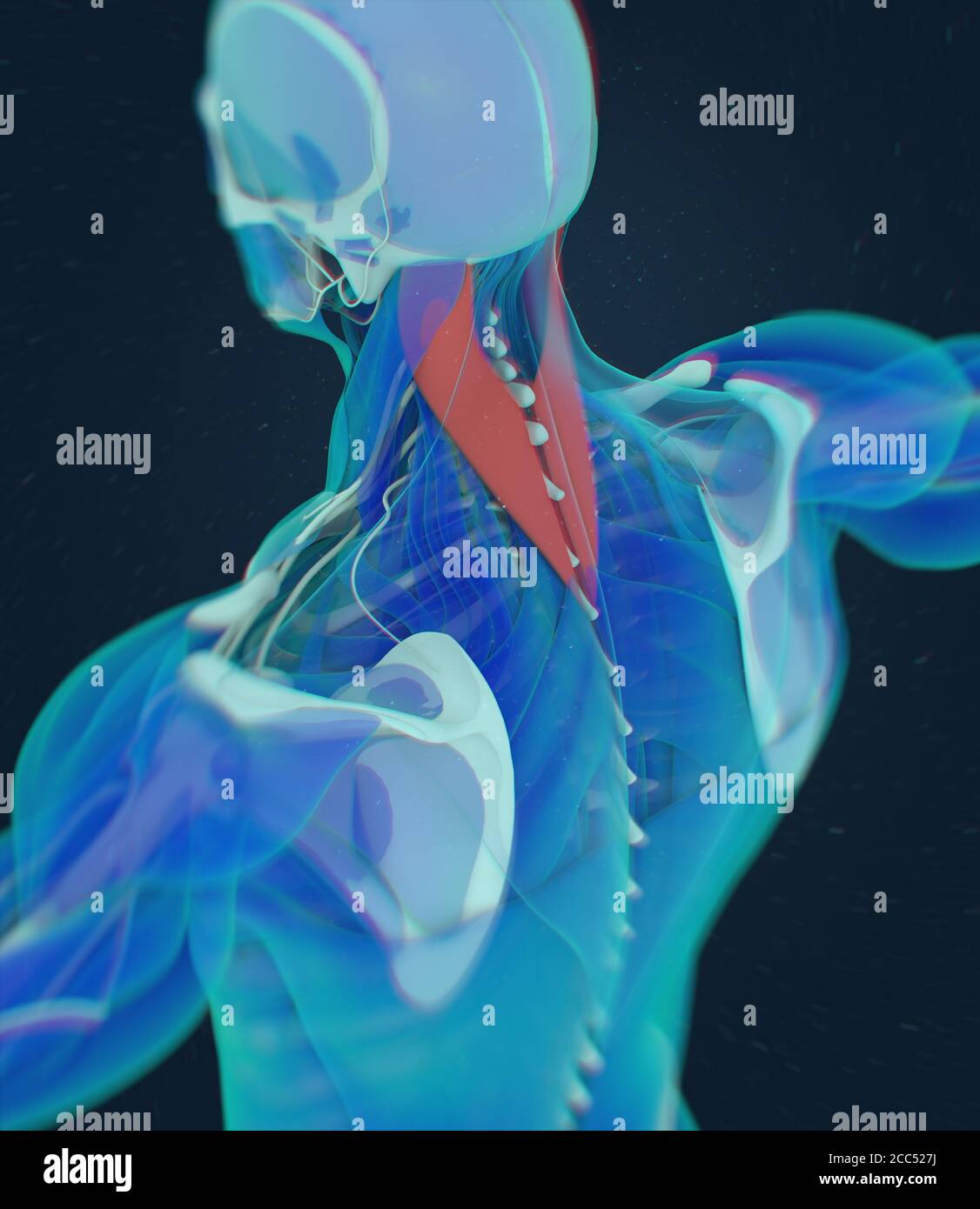 Anatomy illustration of Splenius Capitis, neck muscles, human anatomy ...