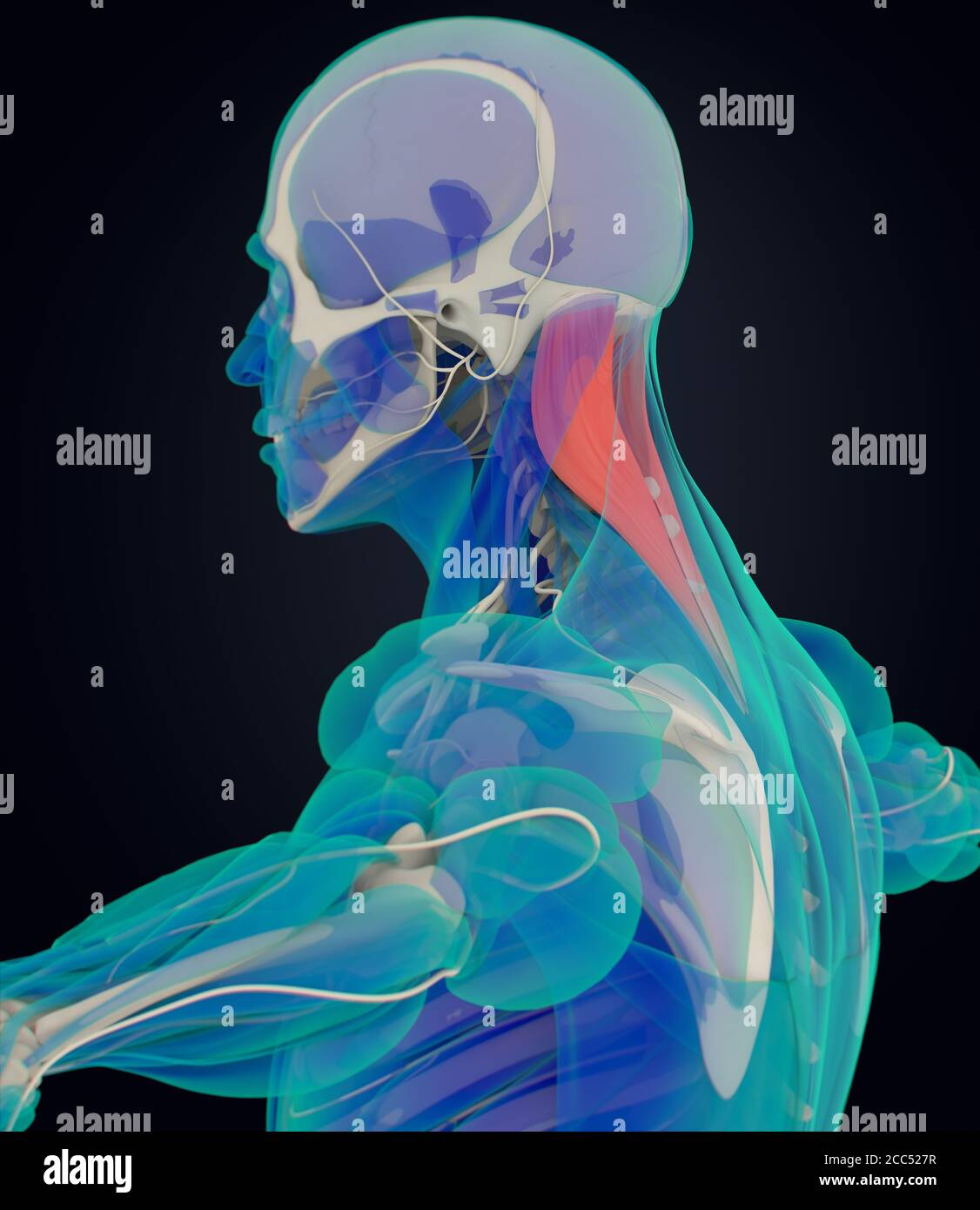 Anatomy illustration of Splenius Capitis, neck muscles, human anatomy ...