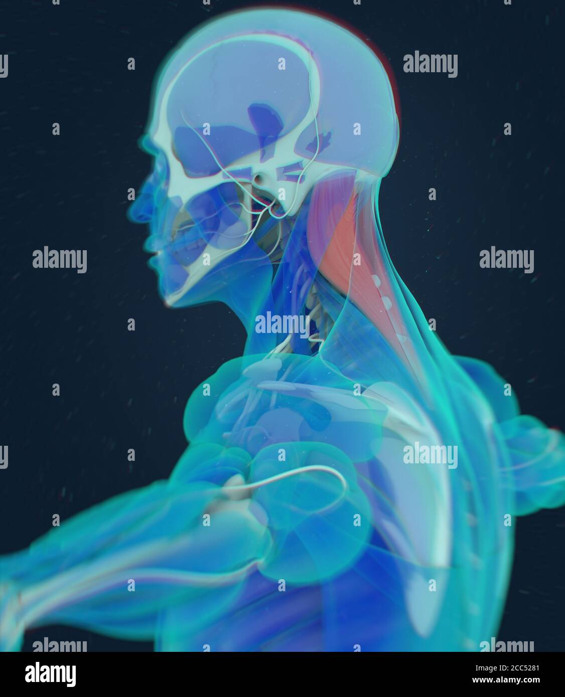 Anatomy illustration of Splenius Capitis, neck muscles, human anatomy ...