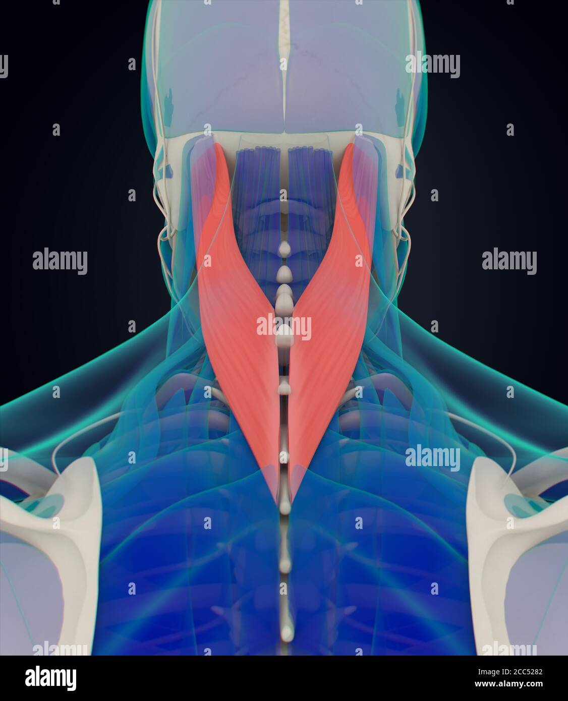Anatomy illustration of Splenius Capitis, neck muscles, human anatomy ...
