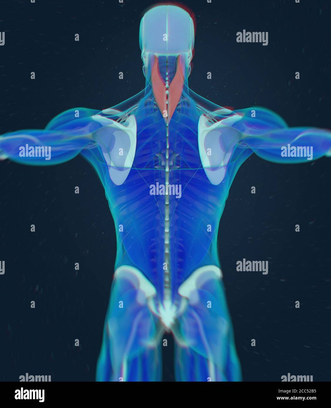 Anatomy illustration of Splenius Capitis, neck muscles, human anatomy ...