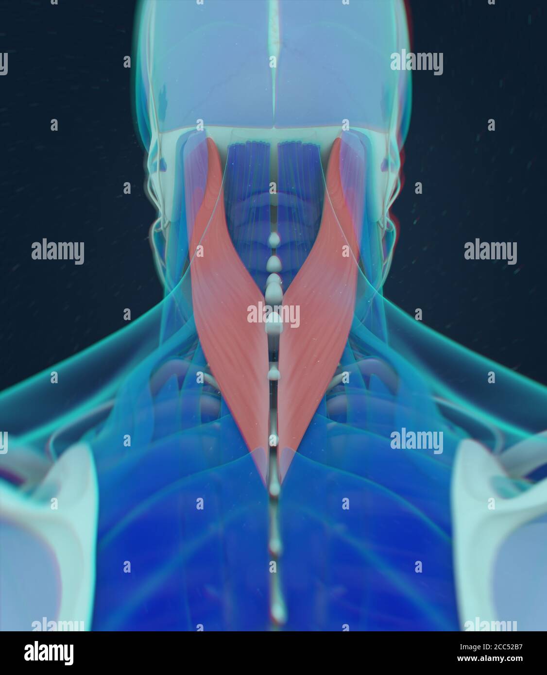 Anatomy illustration of Splenius Capitis, neck muscles, human anatomy ...