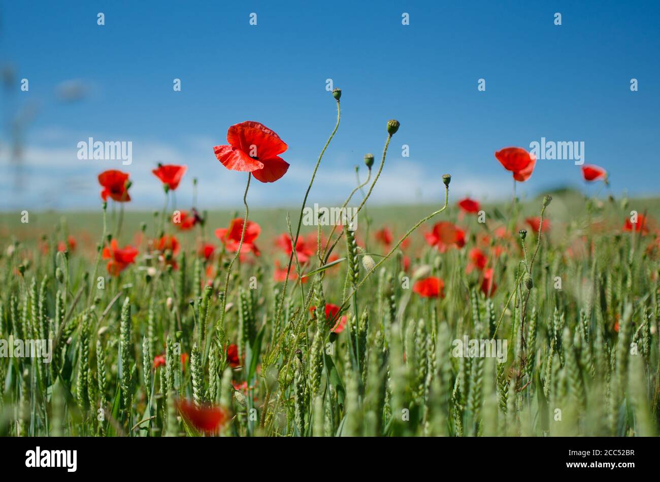 Poppiesbluesky hi-res stock photography and images - Alamy