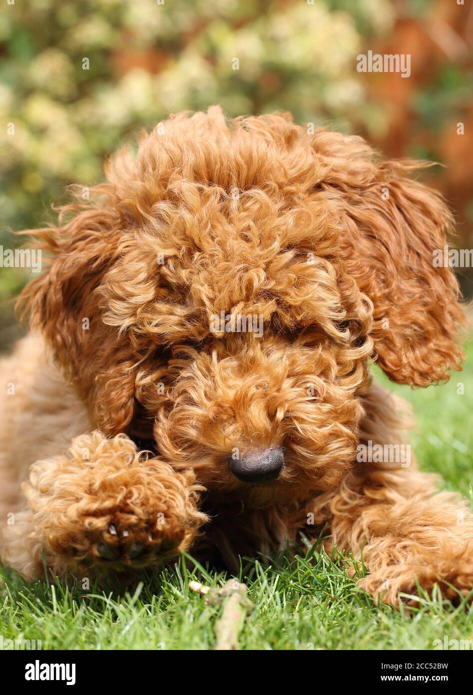 Doodle Dog High Resolution Stock Photography and Images - Alamy