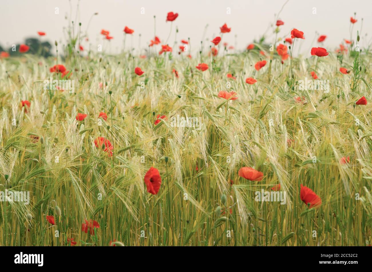 Suffolk poppy fields hi-res stock photography and images - Alamy