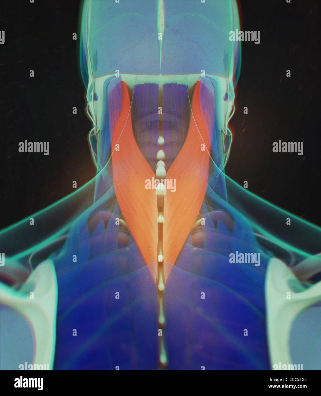 Illustration splenius capitis muscle hi-res stock photography and ...