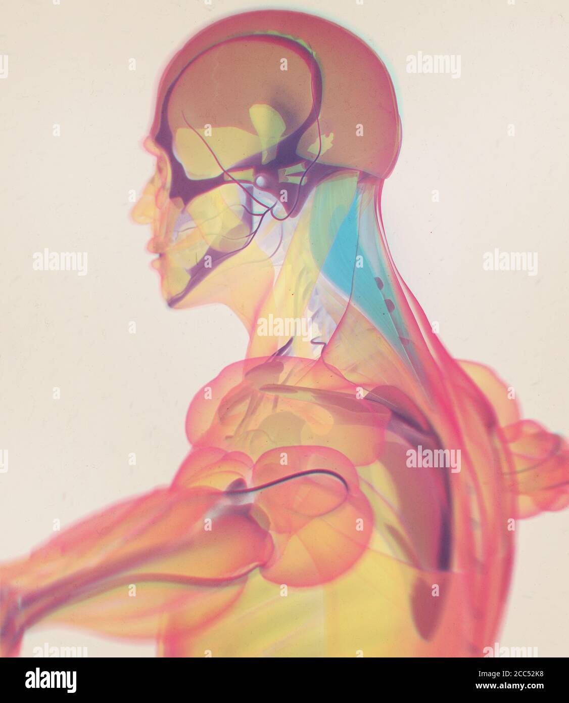 Splenius Capitis, neck muscles, stress, human anatomy. 3D illustration ...