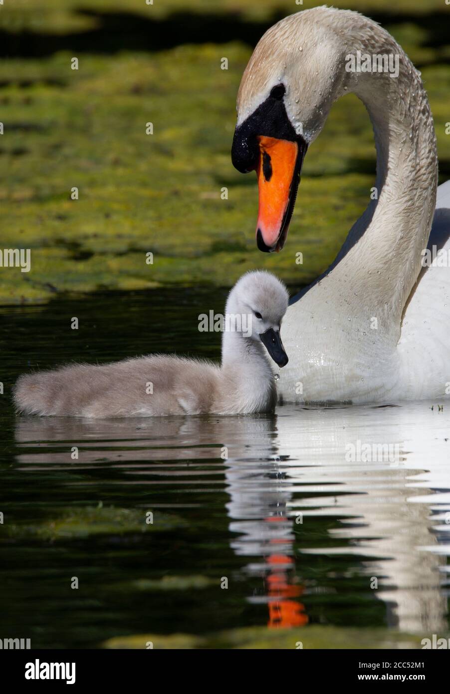 Swan young cygnet float on hi-res stock photography and images - Alamy