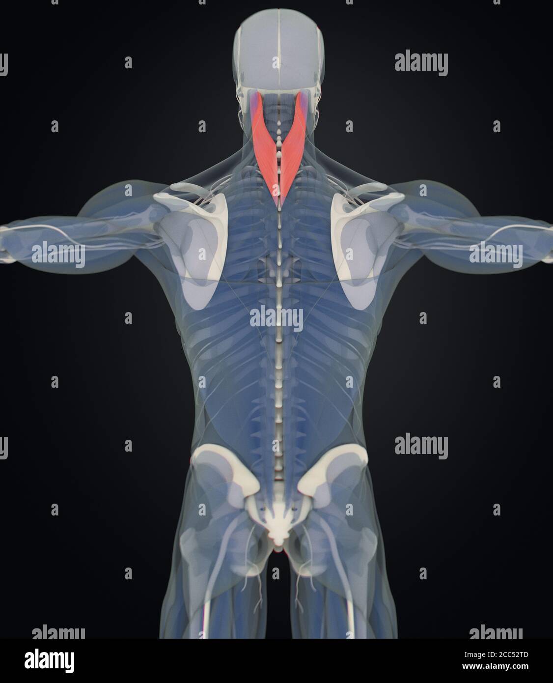 Splenius Capitis, neck muscles, stress, human anatomy. 3D illustration ...