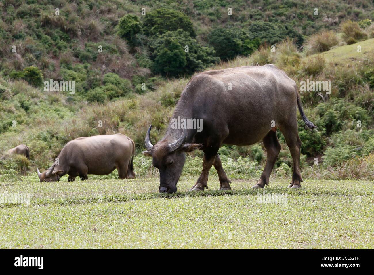 Wild cows in Qingtiangang, Taipei, Taiwan Stock Photo - Alamy