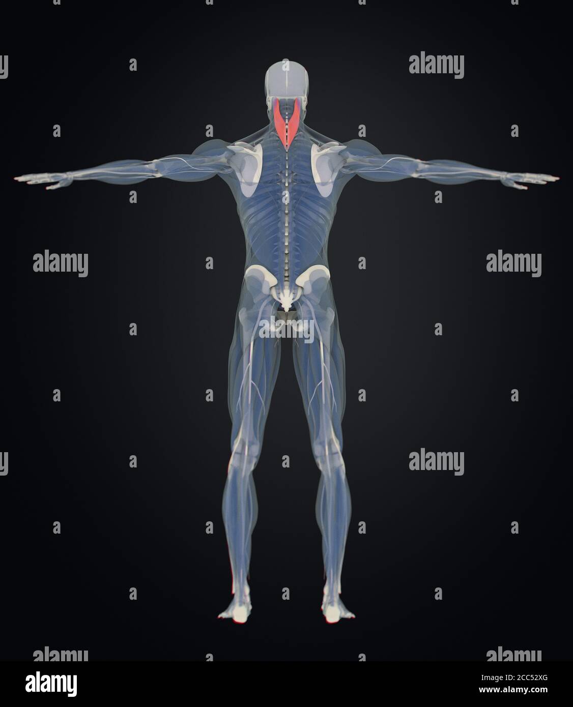 Splenius Capitis, neck muscles, stress, human anatomy. 3D illustration ...