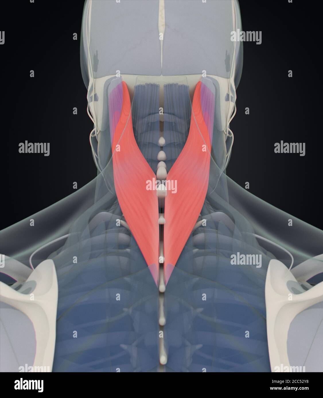 Illustration splenius capitis muscle hi-res stock photography and ...