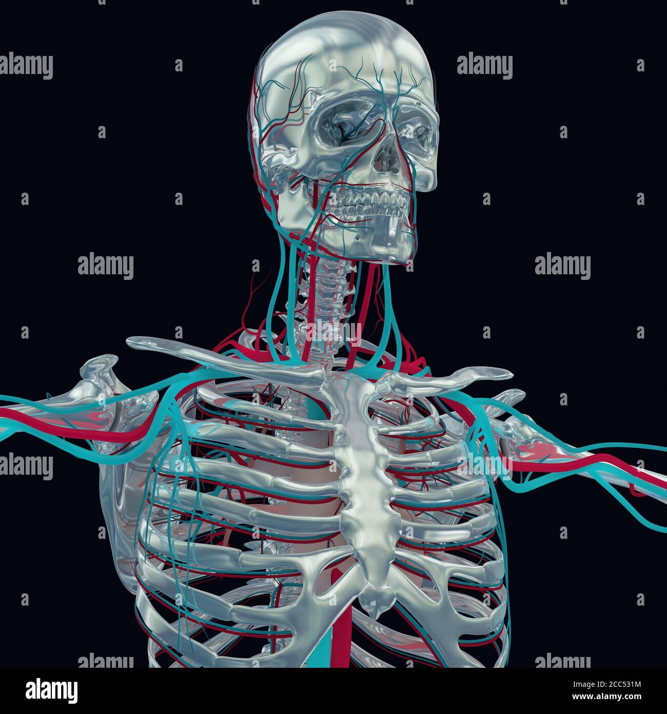 Anatomy concept illustration of human skeleton 3D Illustration Stock ...