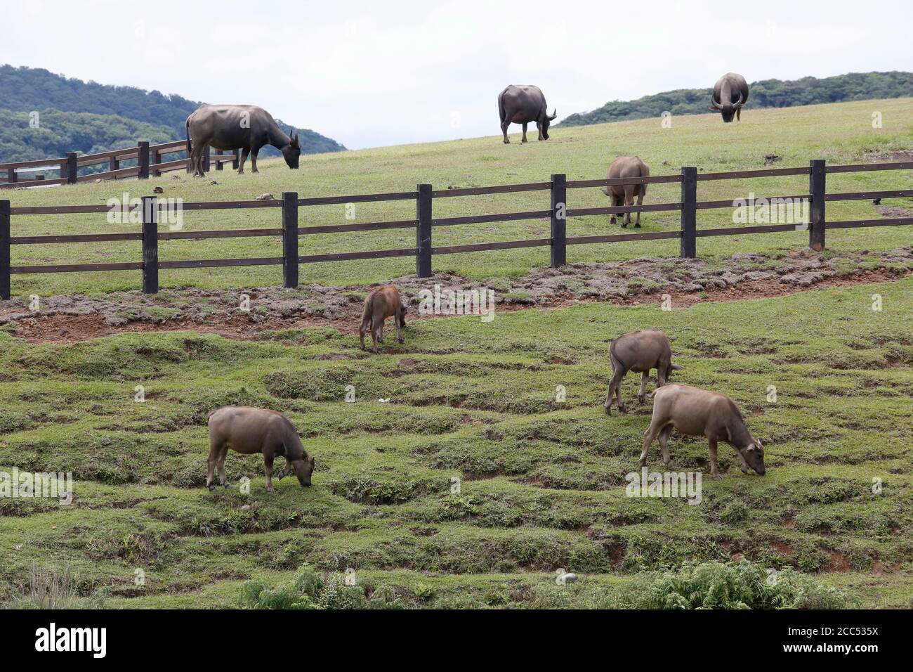 Cows taiwan hi-res stock photography and images - Alamy