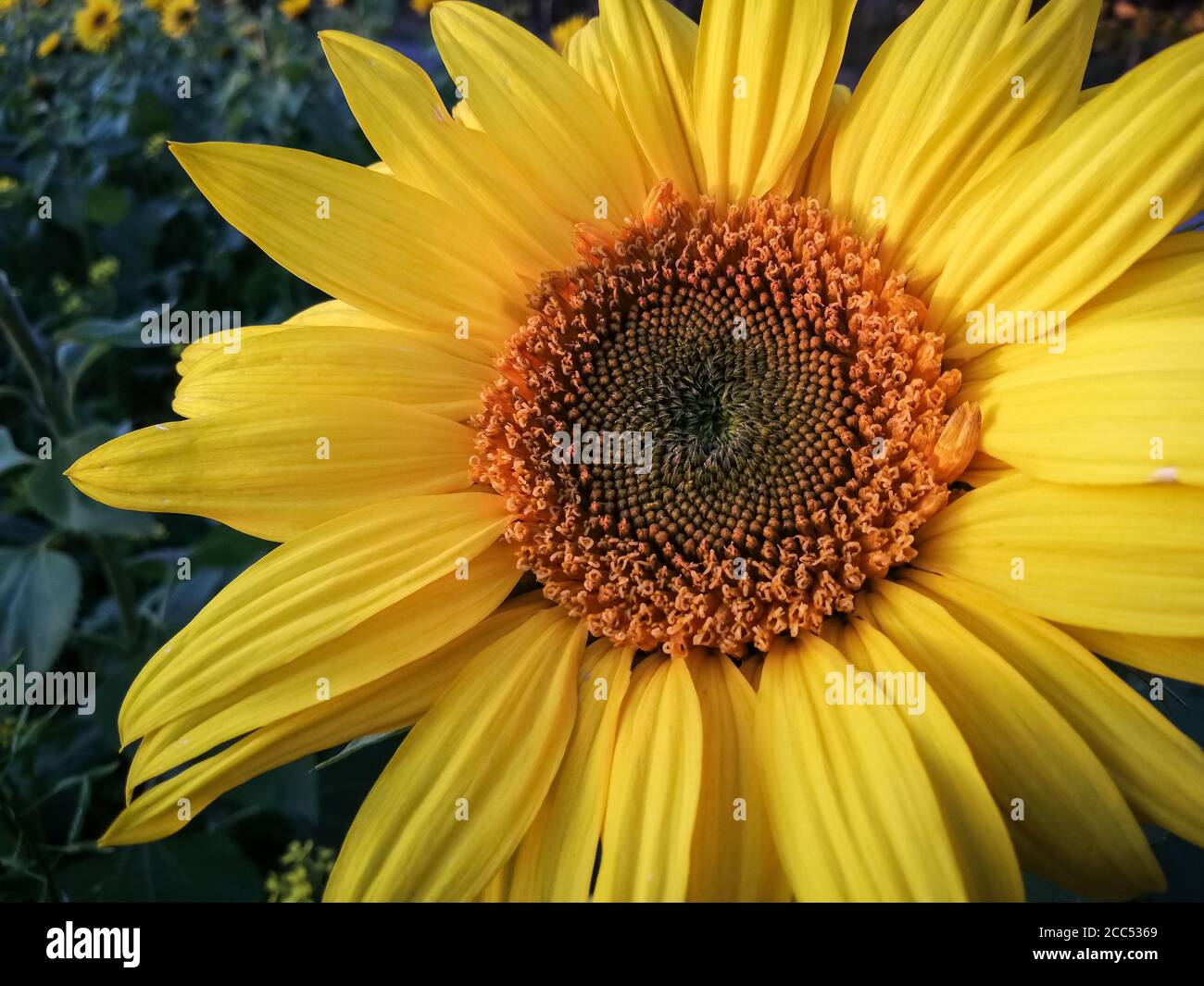 Big sunflower hi-res stock photography and images - Alamy