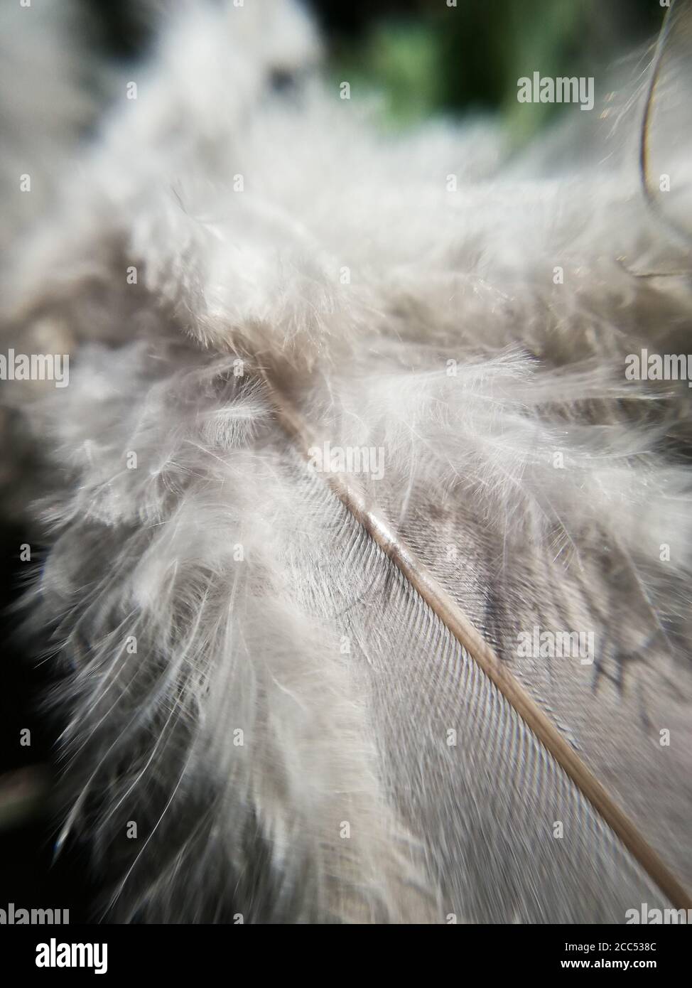Fragile feather hi-res stock photography and images - Alamy
