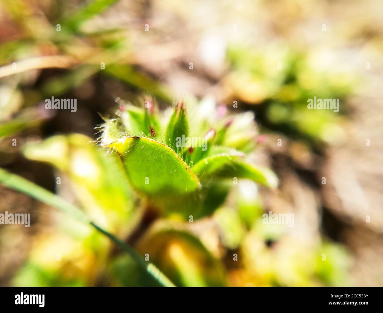 Tiny flower in nature hi-res stock photography and images - Alamy