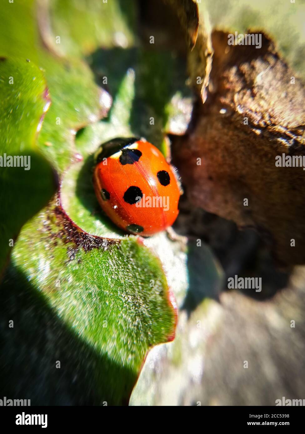 Close up ladybug hi-res stock photography and images - Alamy