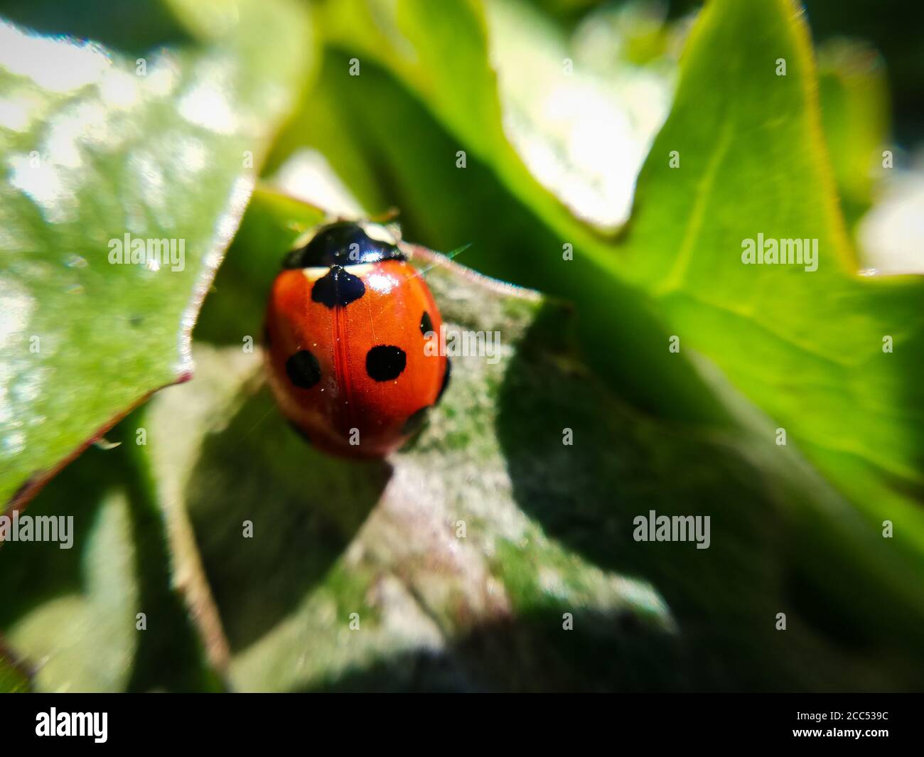 Close up ladybug hi-res stock photography and images - Alamy