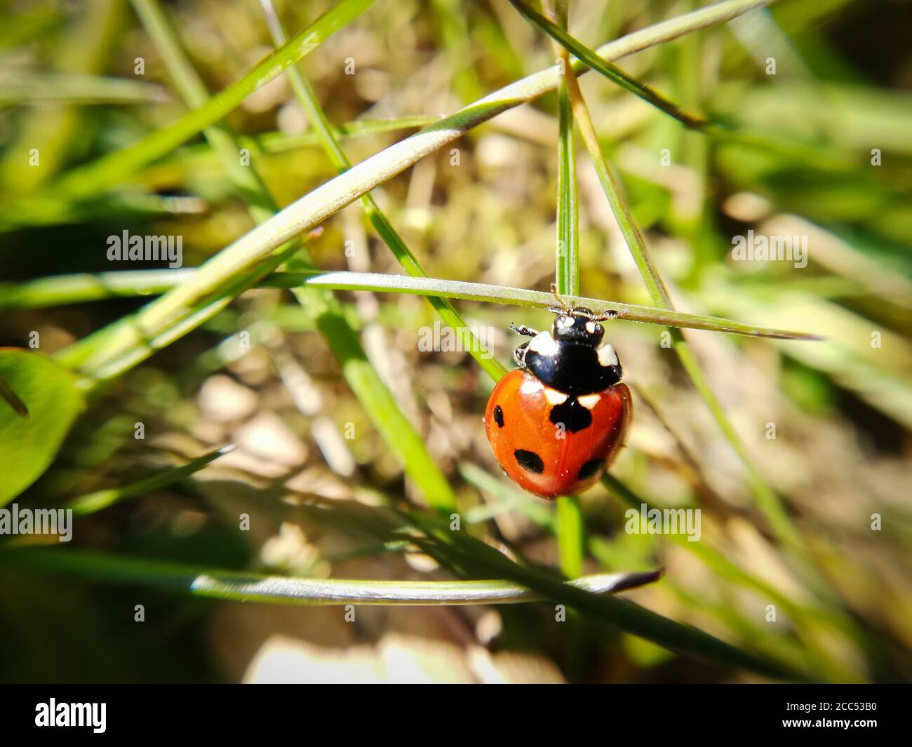 Ladybug in close-up in a summer time Stock Photo - Alamy