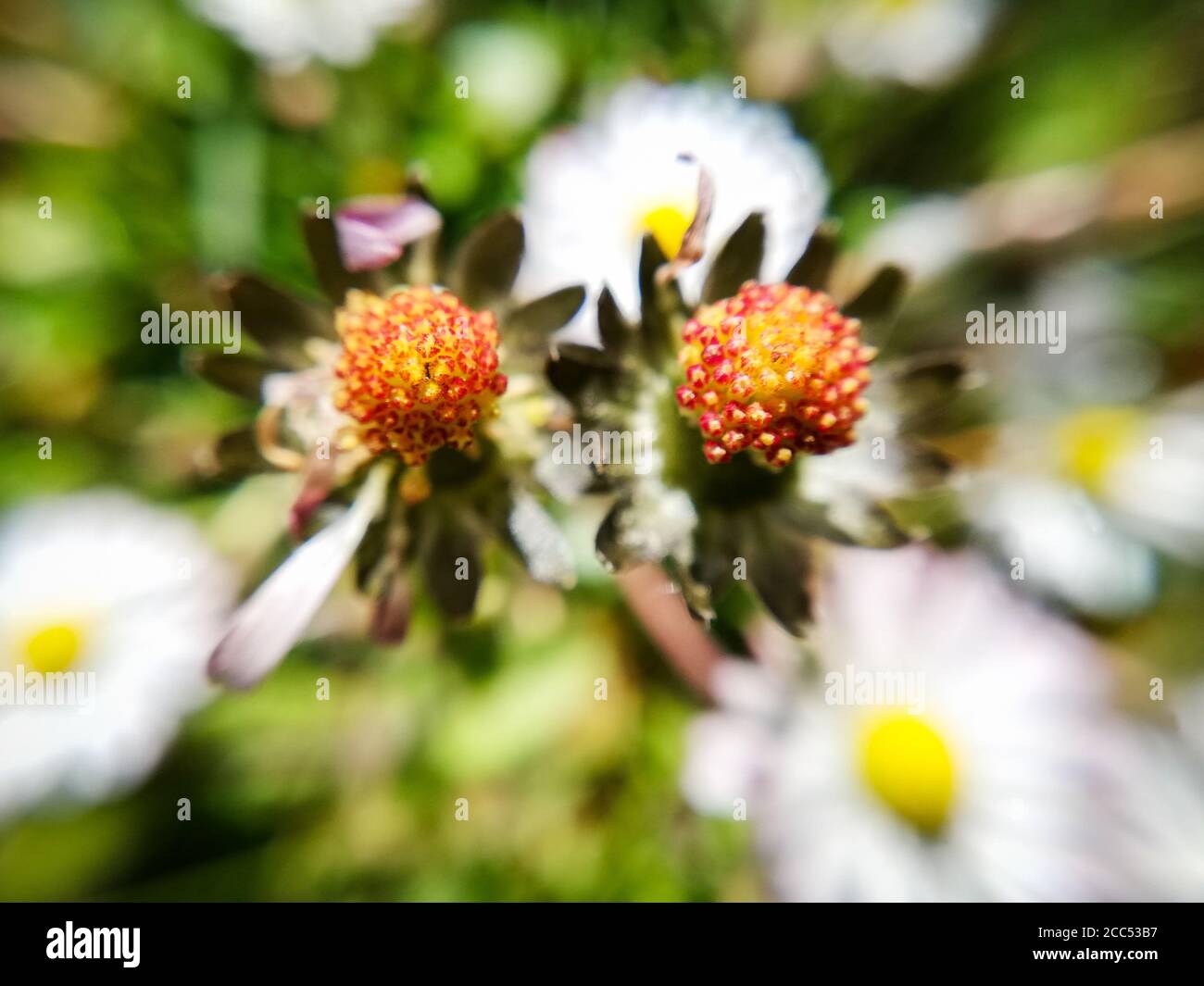Two daisy hi-res stock photography and images - Alamy