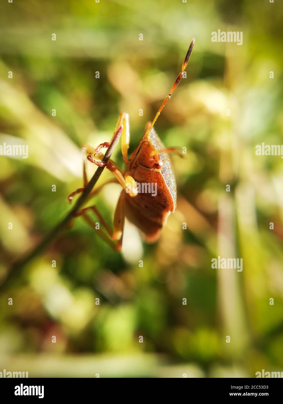 shieldbug in close-up in the garden in summr time Stock Photo - Alamy