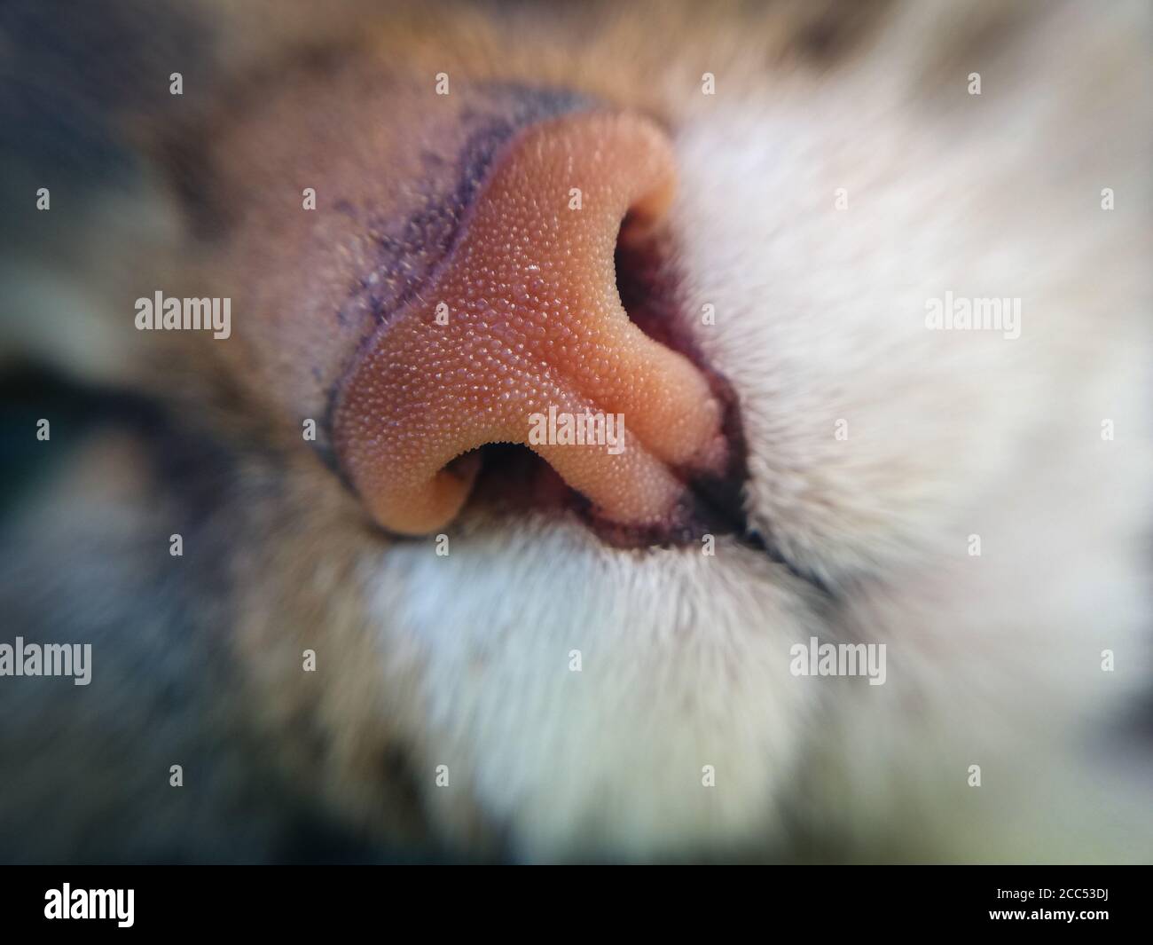 Cat nose hi-res stock photography and images - Alamy