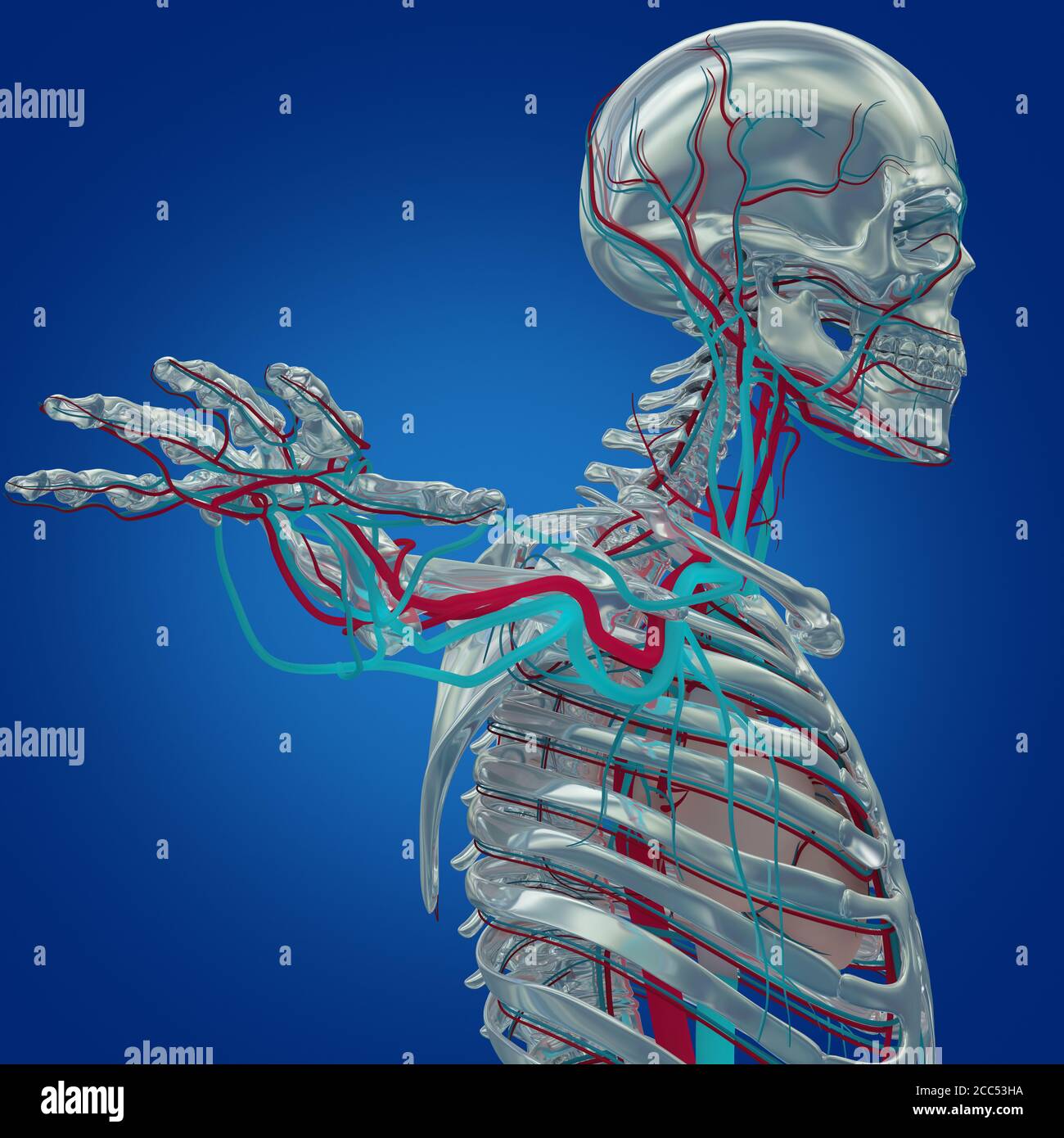 Anatomy concept illustration of human skeleton 3D Illustration Stock ...