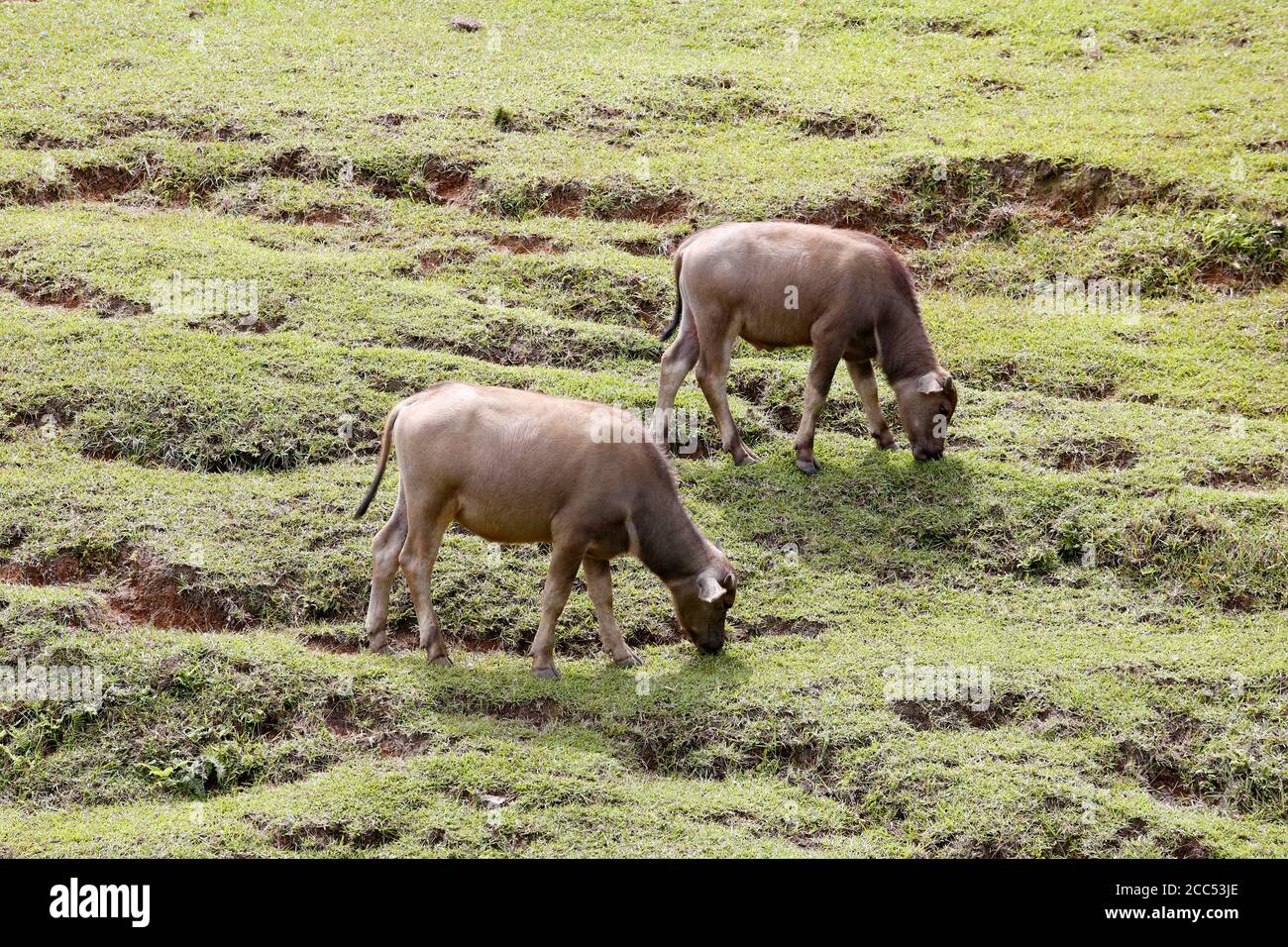 Cows taiwan hi-res stock photography and images - Alamy