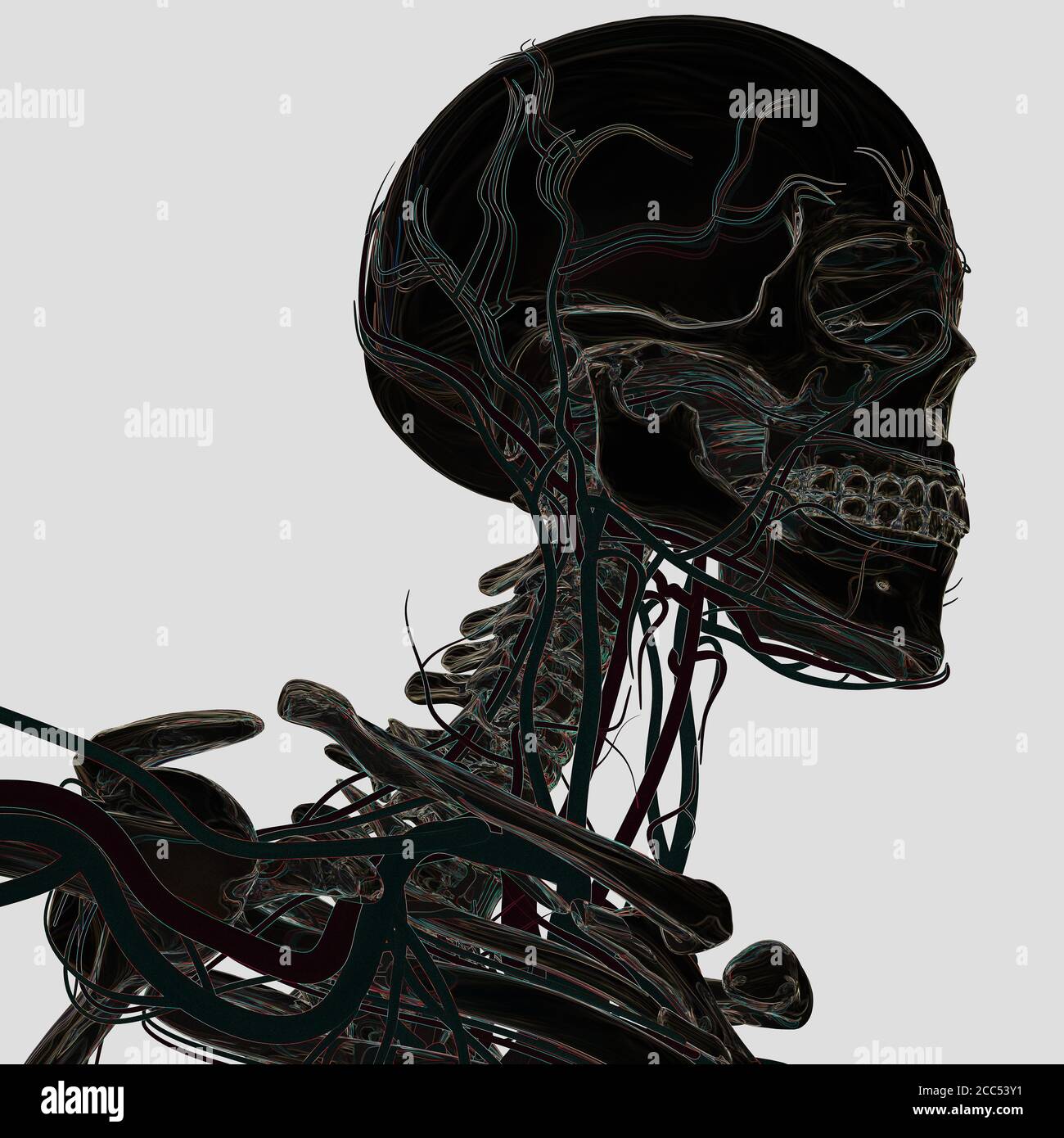 Anatomy illustration of human skeletal system Stock Photo - Alamy