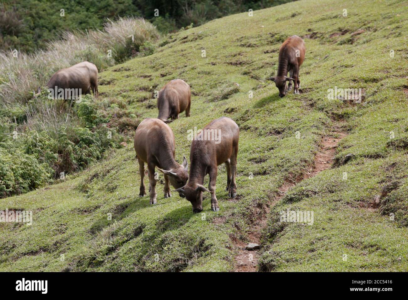 Wild cows in Qingtiangang, Taipei, Taiwan Stock Photo - Alamy