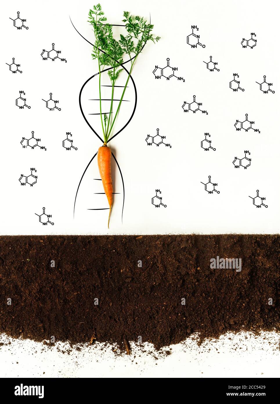 Collage with genetically modified carrot, soil, DNA helix and molecules ...