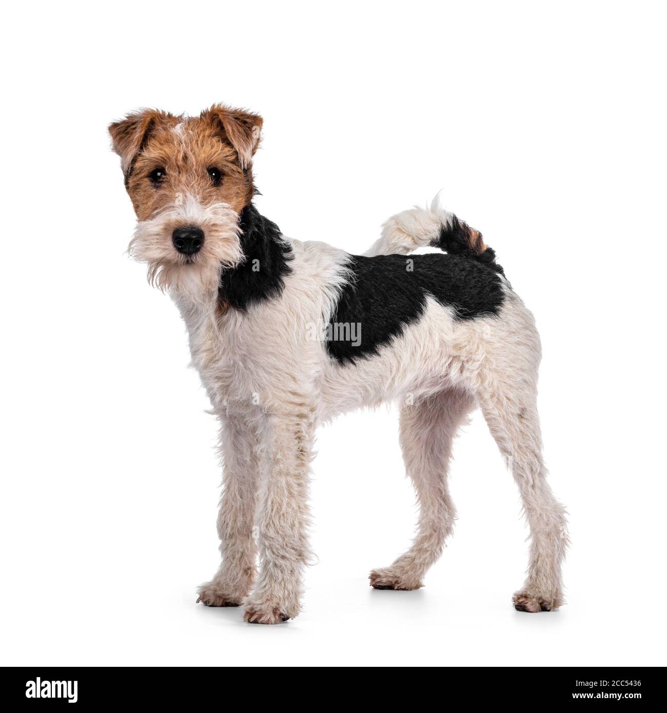 White Fox Terrier Puppies