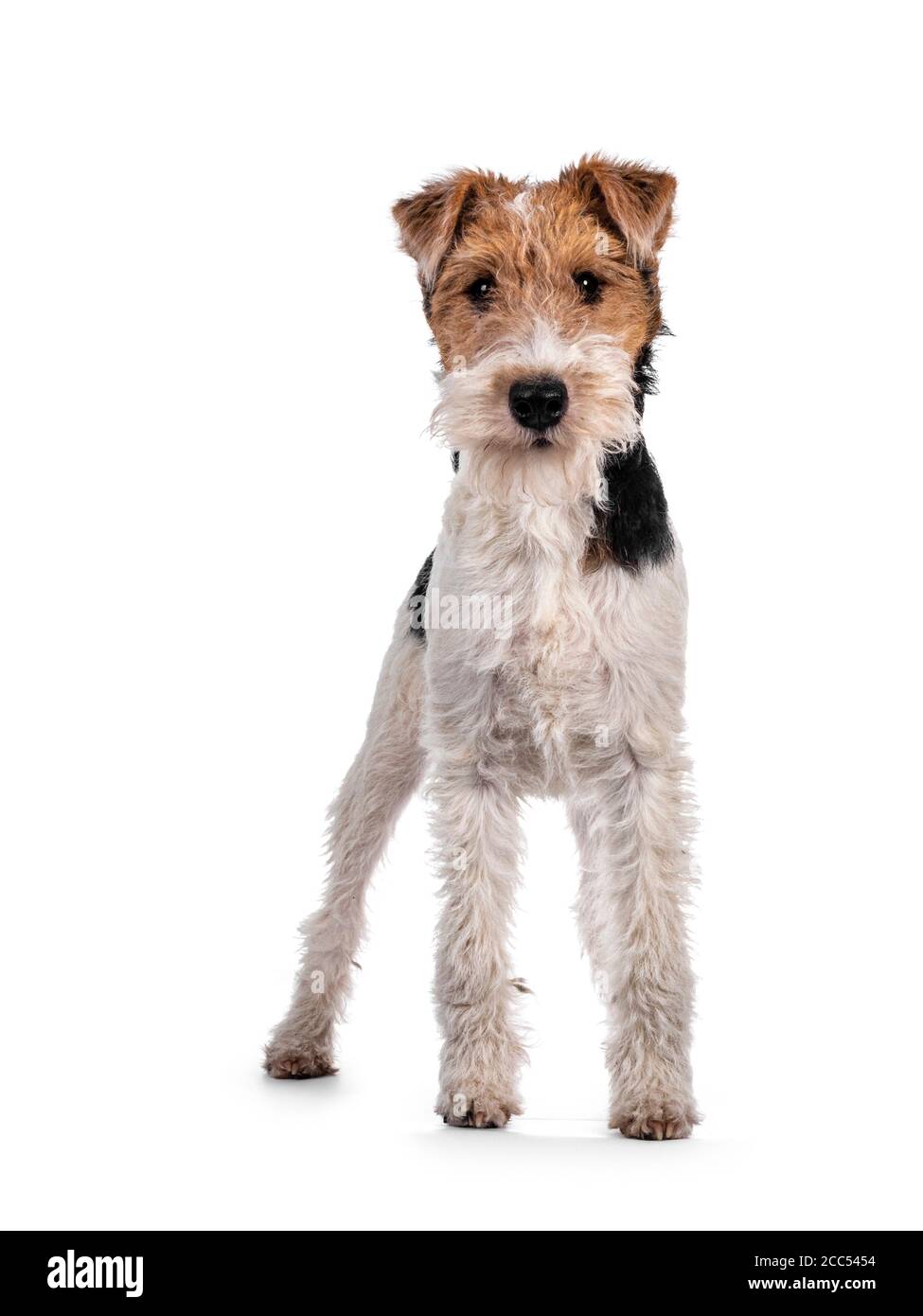 Cute Fox Terrier dog pup standing facing front. Looking at camera with ...