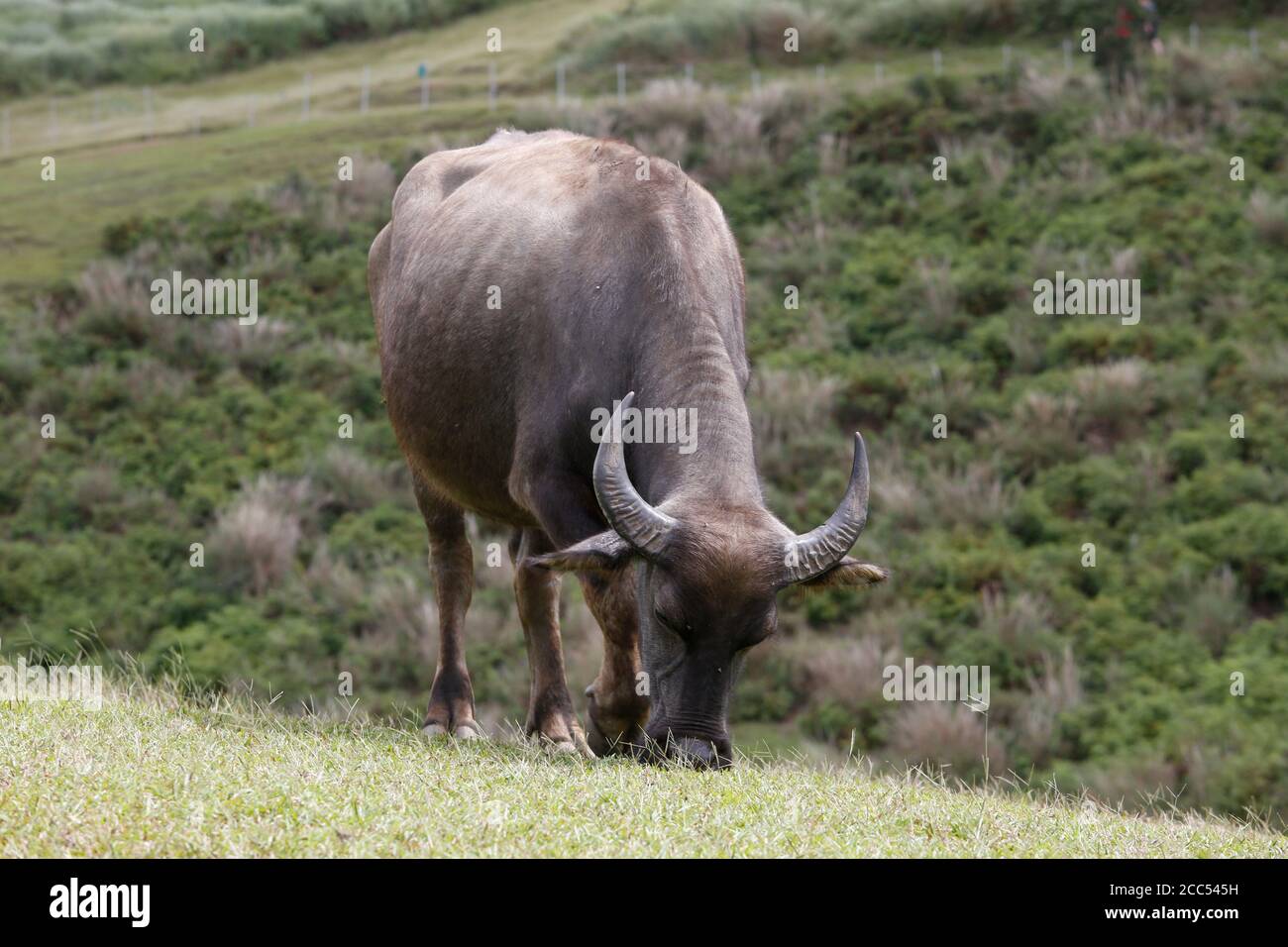 Cows taiwan hi-res stock photography and images - Alamy