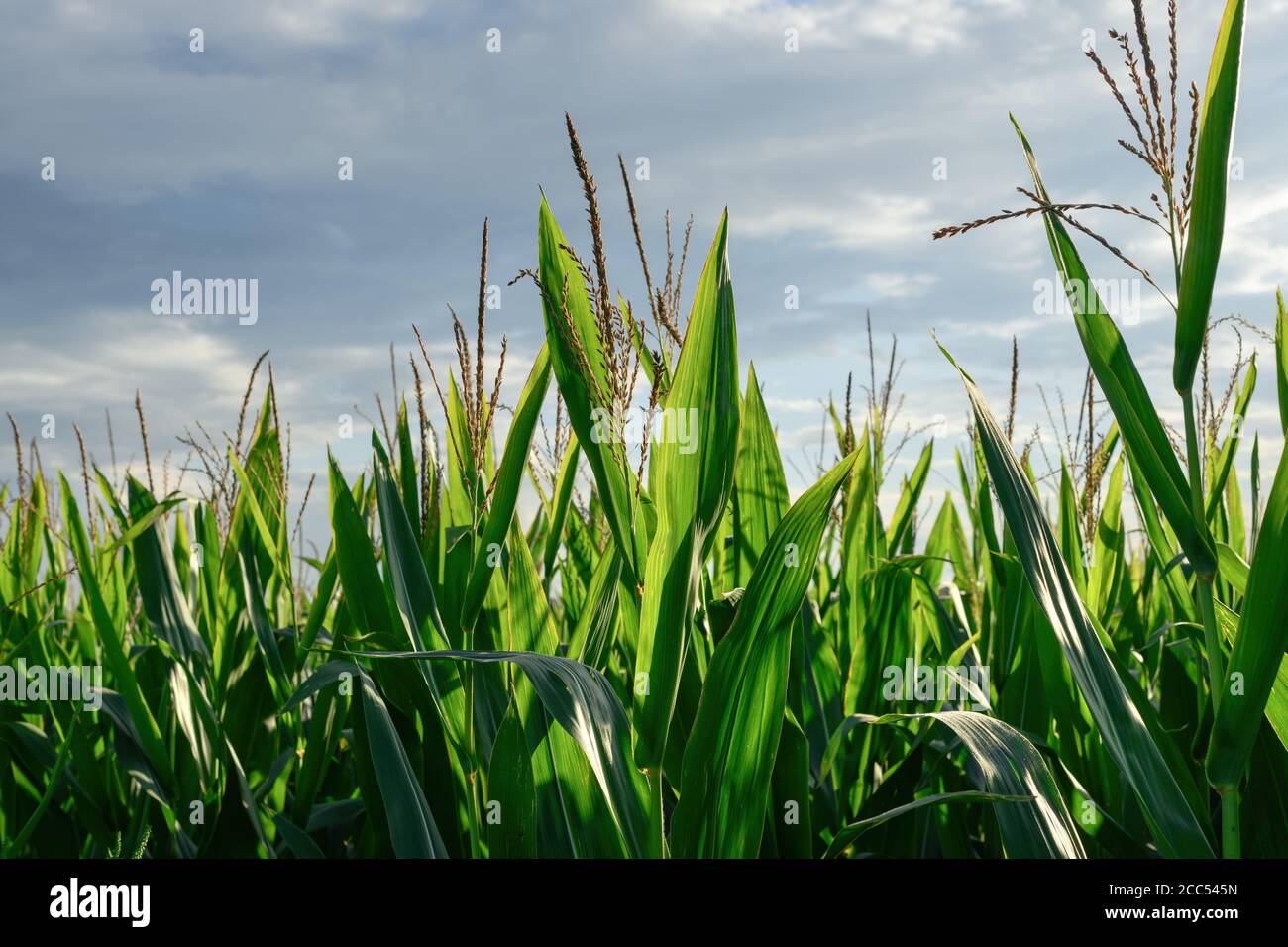 Maize tassel hi-res stock photography and images - Alamy