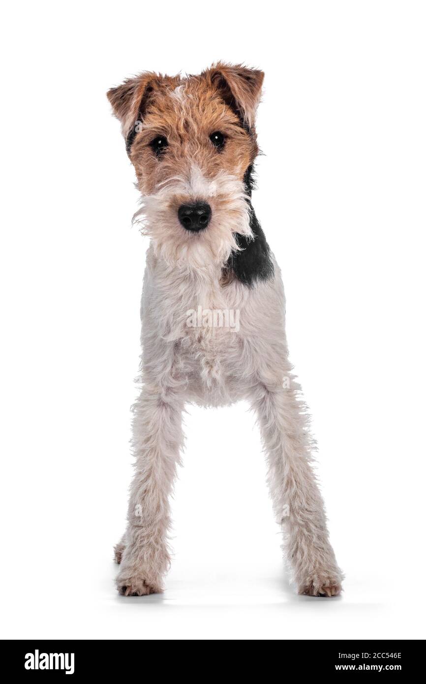 Cute Fox Terrier dog pup standing facing front. Looking at camera with ...
