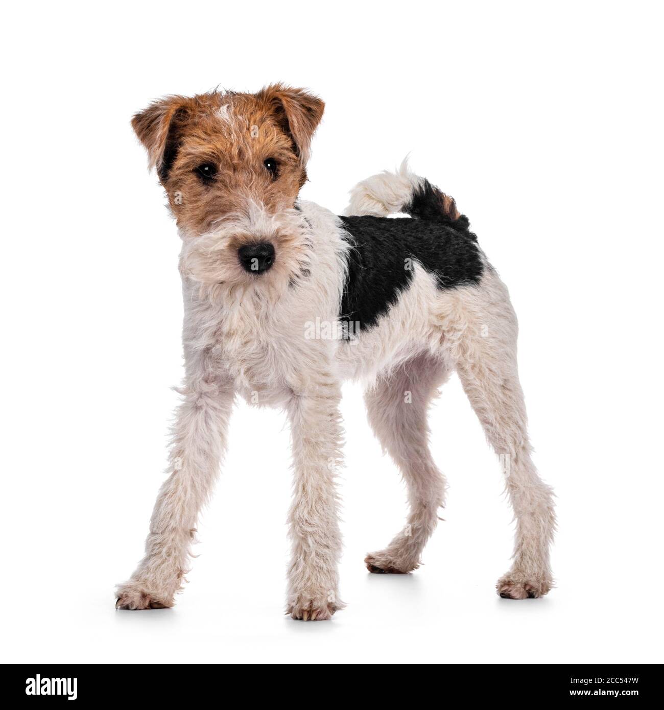 Cute Fox Terrier dog pup standing facing front. Looking beside camera ...