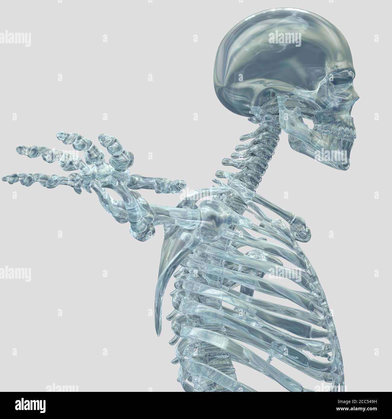 Anatomy concept illustration of human skeleton 3D Illustration Stock ...