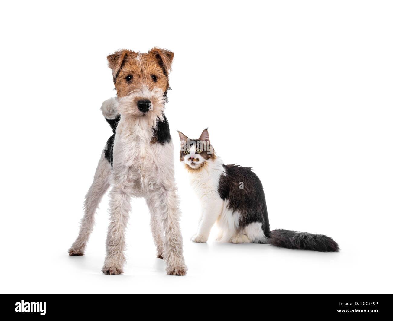 Cute Fox Terrier dog pup standing facing front. Looking at camera with ...