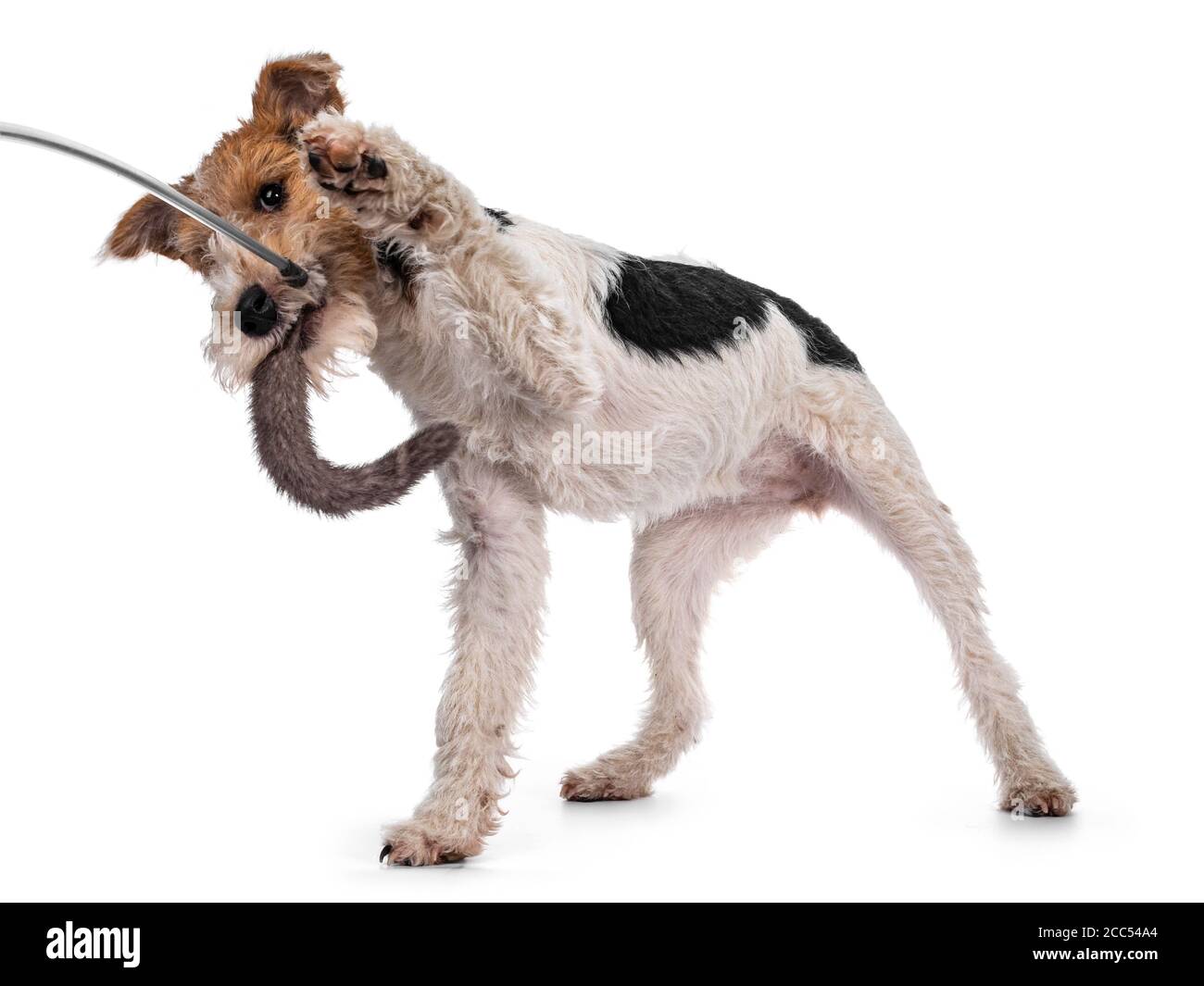 Cute Fox Terrier dog pup standing side ways. Looking beside camera with ...