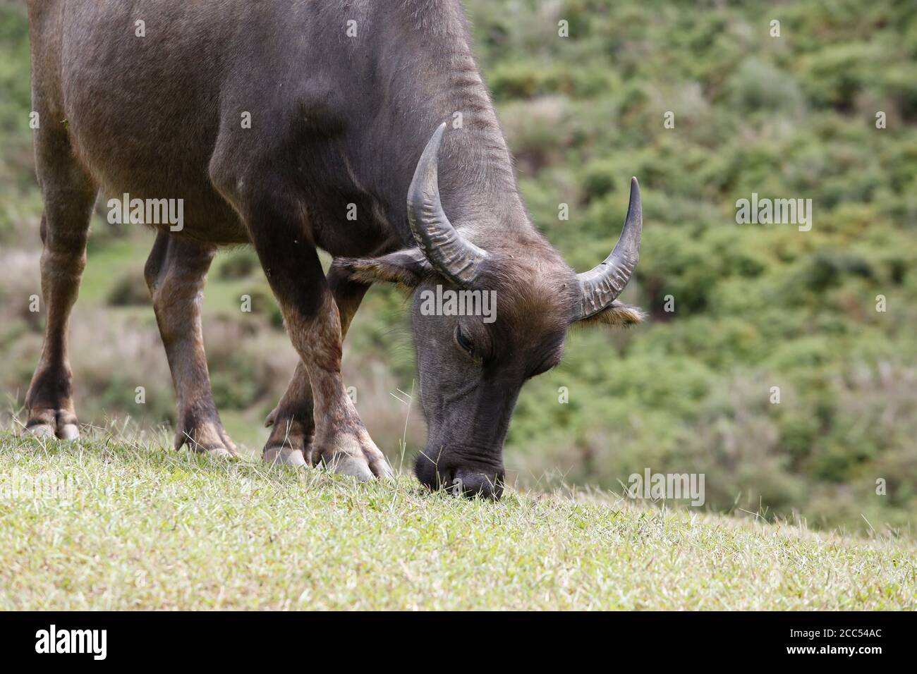 Qingtiangang mountain hi-res stock photography and images - Alamy